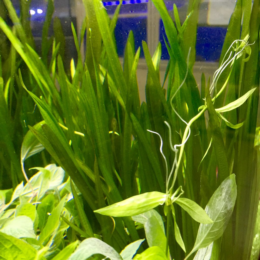 Vallisneria Spiralis Flower – The Complete Jungle Val Care & Planting ...